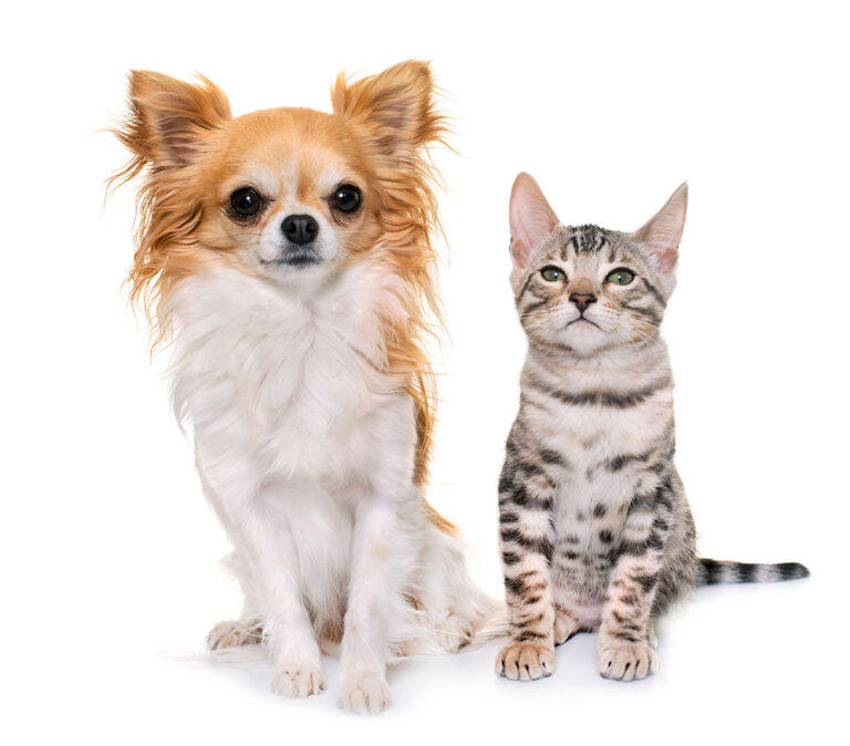 Village Vet Clinic Eastcliff - Hermanus Veterinary Clinic